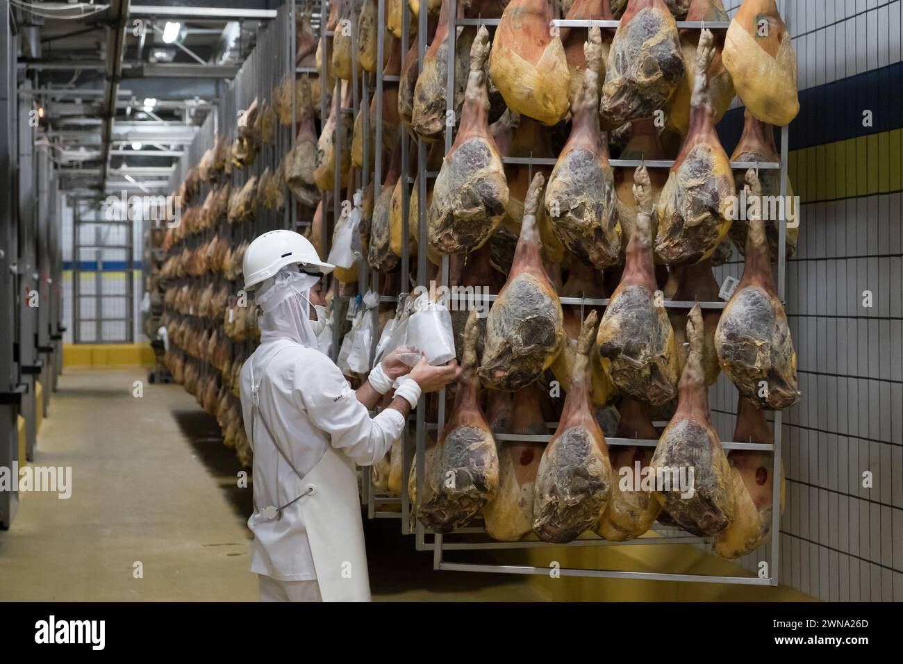 Operator supervising ham legs in an industrial warehouse Stock Photo ...