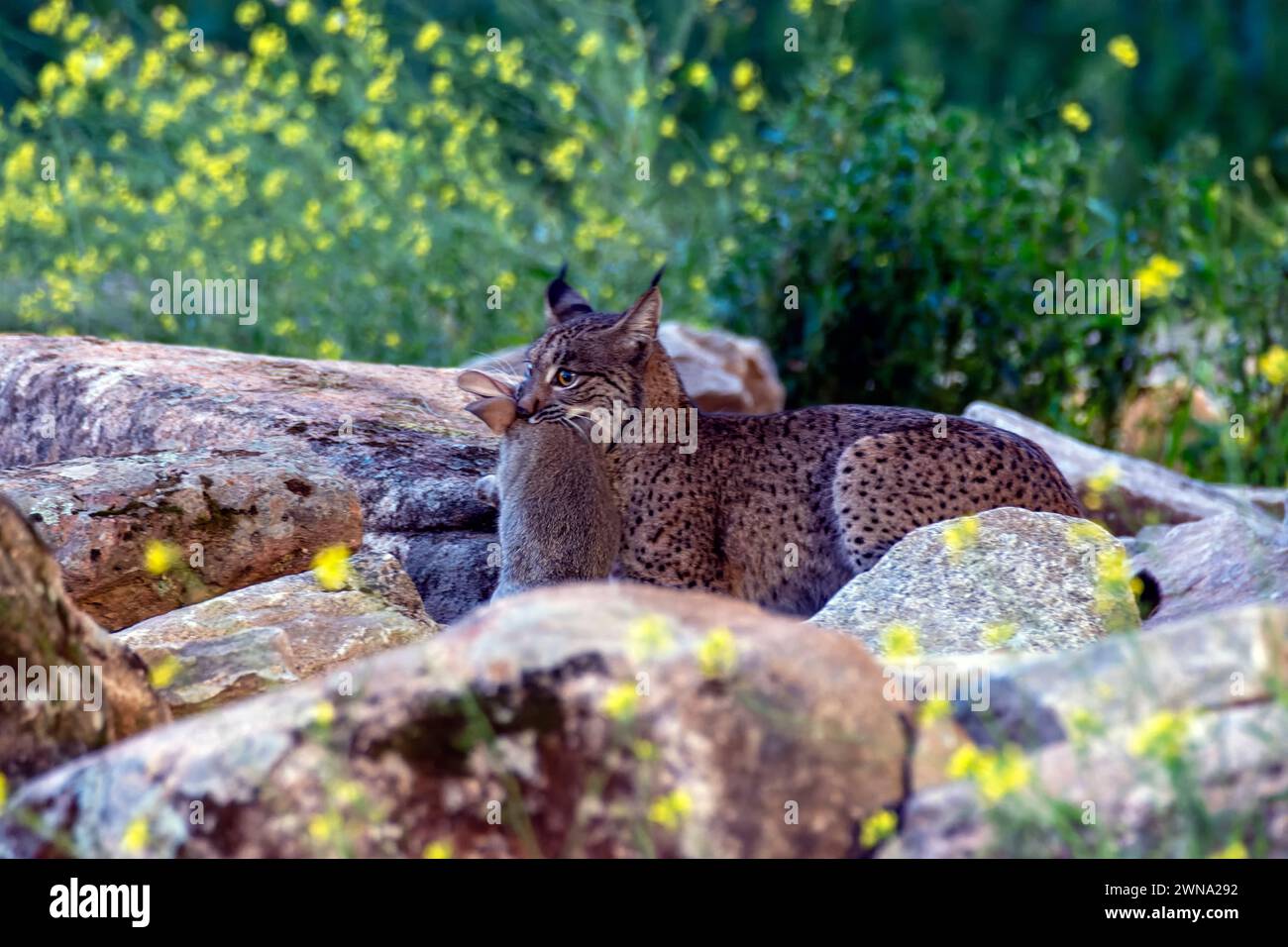 Iberian lynx hunting with a hare in its mouth in the Sierra de Andujar ...