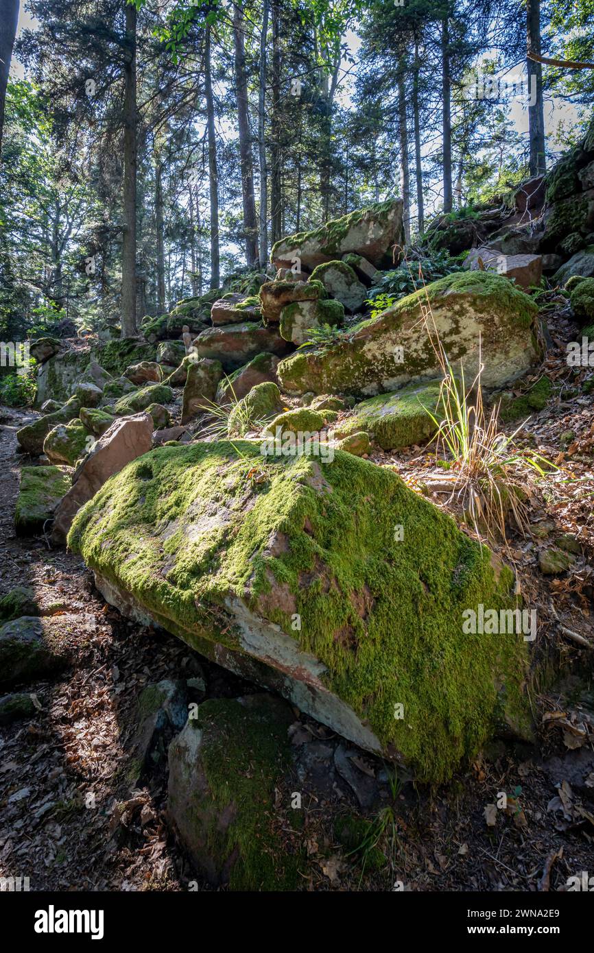 Path of the Gauls. View of the pagan stone wall, stairs and trees Stock ...