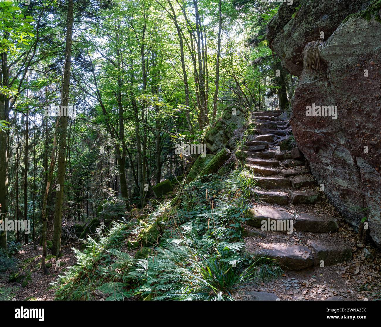 Path of the Gauls. View of the pagan stone wall, stairs and trees Stock ...