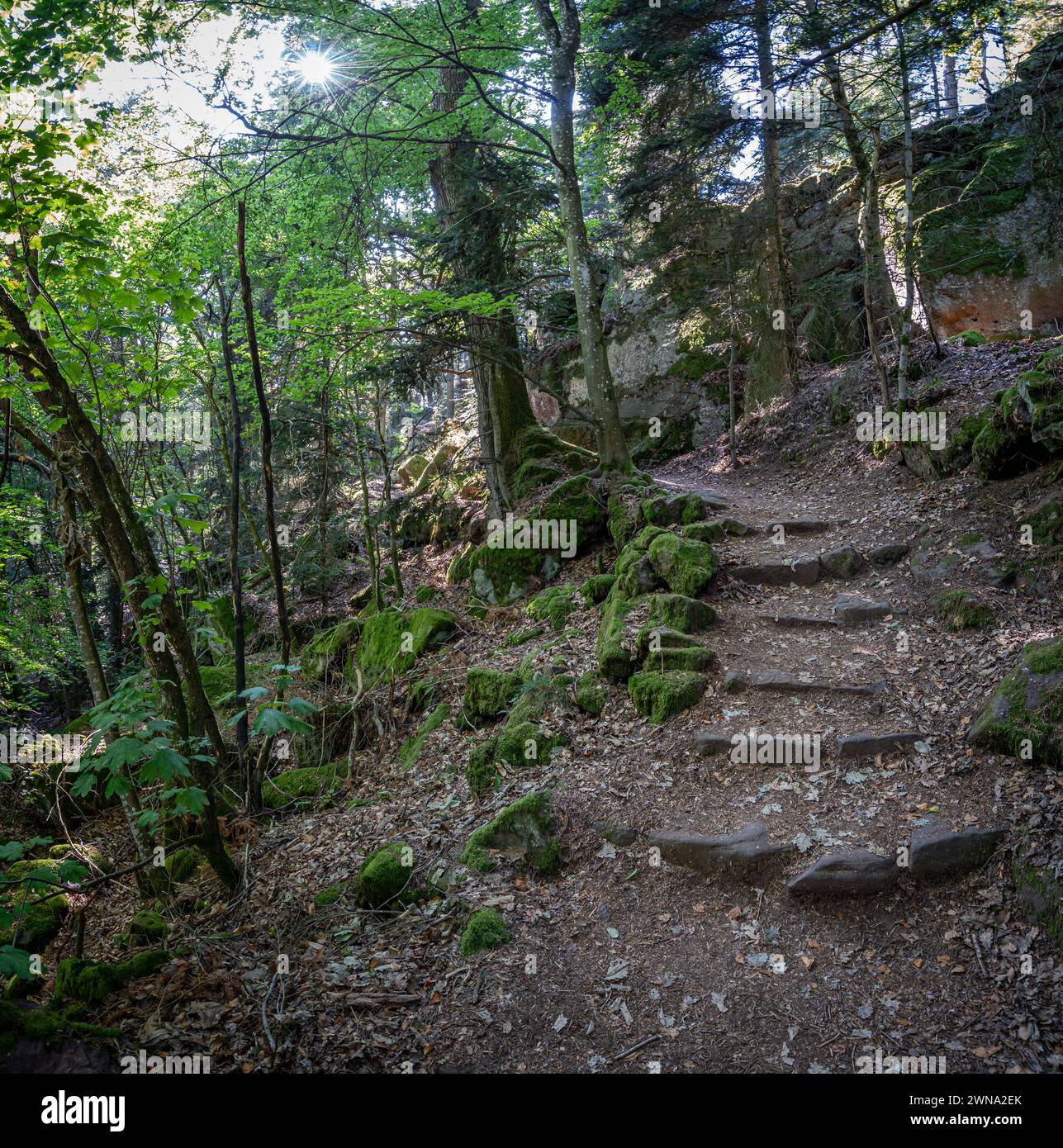 Path of the Gauls. View of the pagan stone wall, stairs and trees Stock ...