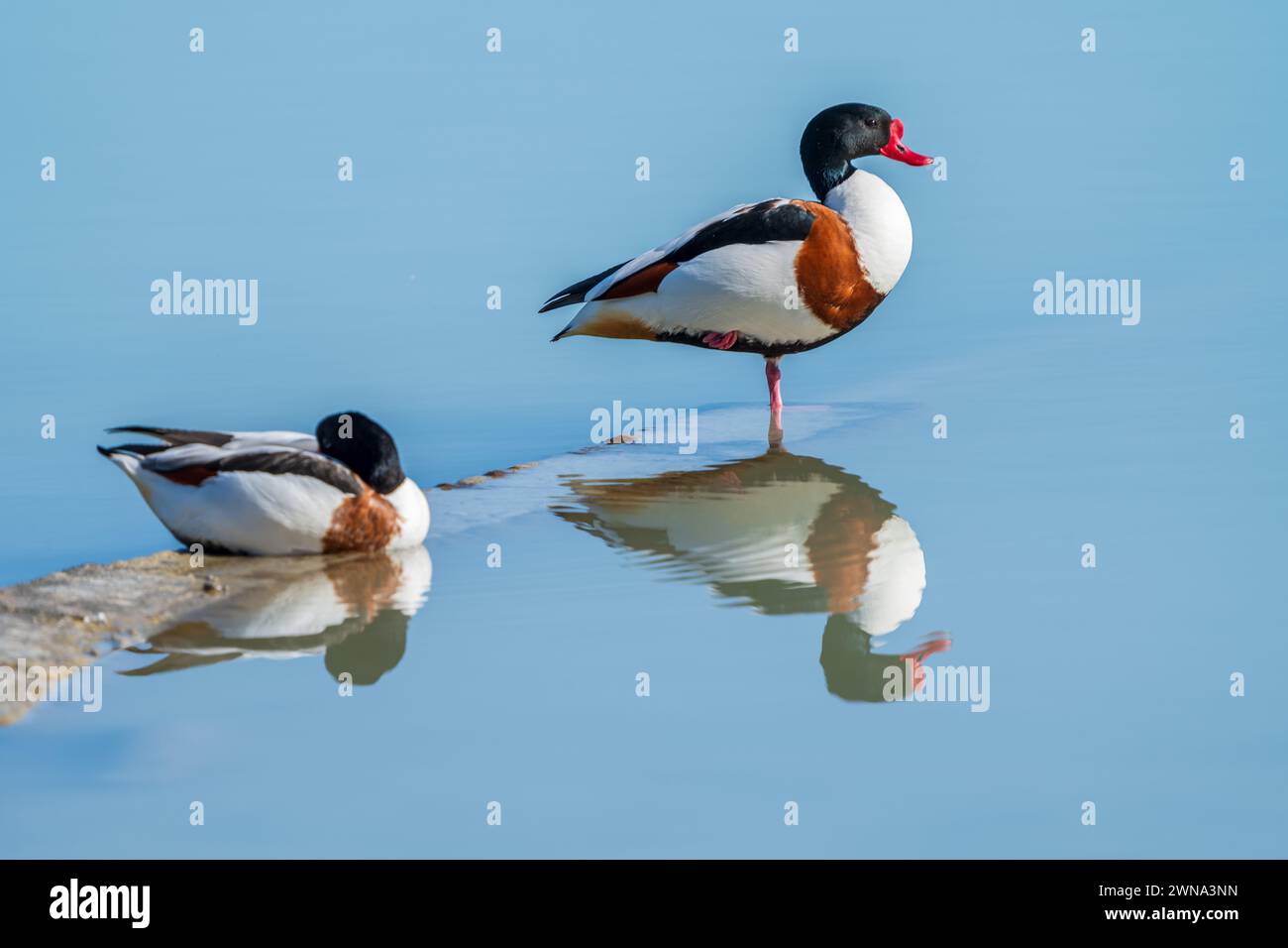 Common shelducks hi-res stock photography and images - Alamy
