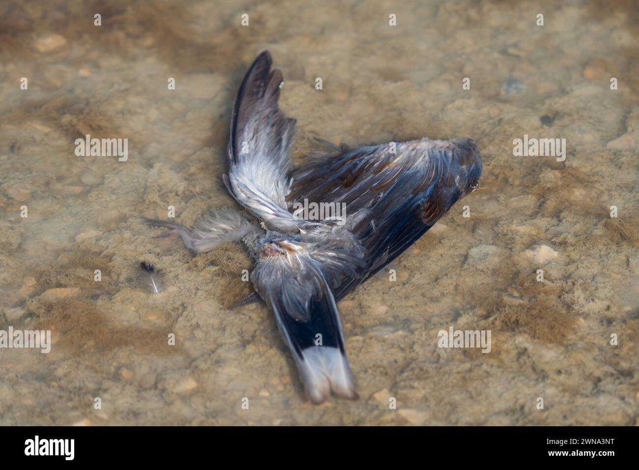 Carcass deceased bird on hi-res stock photography and images - Alamy