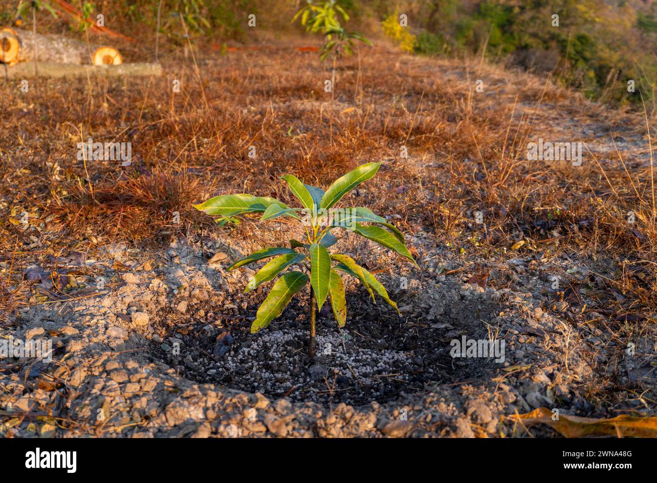 Planting tree india hi-res stock photography and images - Alamy