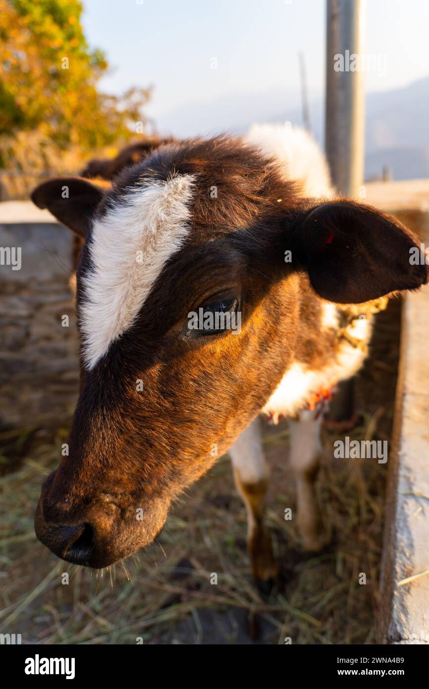 Scenic Footage: Badri Cow & Calf in Pauri Garhwal, Uttarakhand, India ...