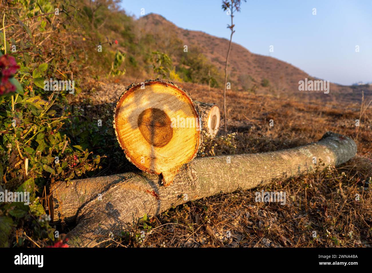 Deforestation Impact: Cut-Out Wooden Log in Uttarakhand Mountains ...