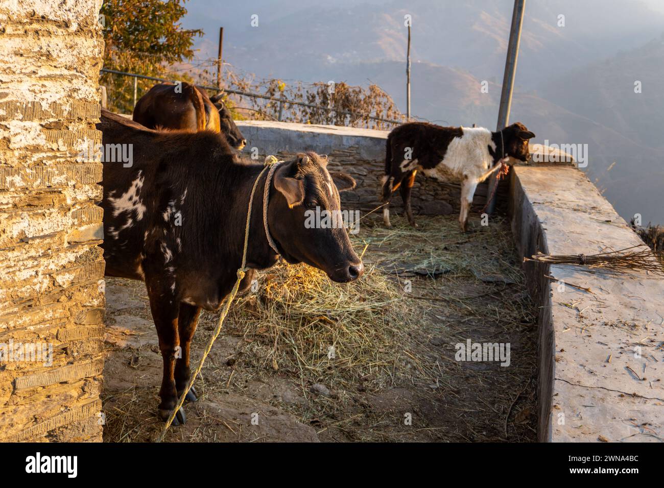 Scenic Footage: Badri Cow & Calf in Pauri Garhwal, Uttarakhand, India ...