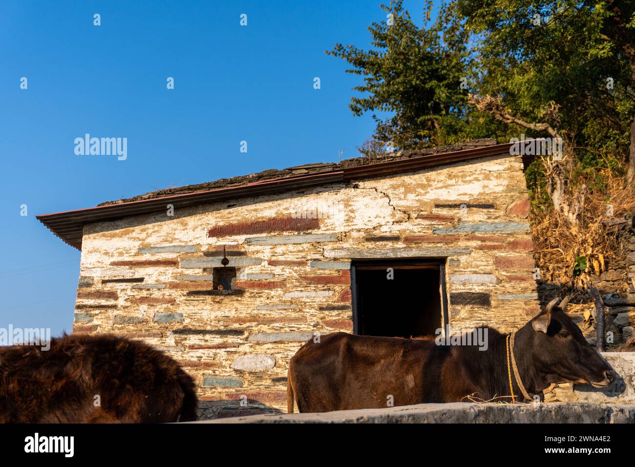 Scenic Footage: Badri Cow & Calf in Pauri Garhwal, Uttarakhand, India ...