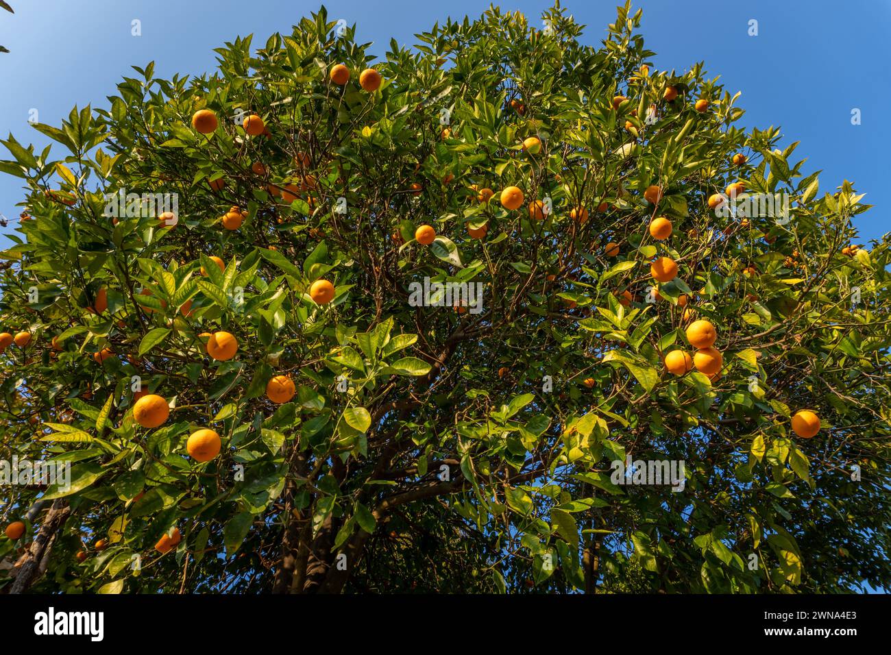 Agriculture in malta hi-res stock photography and images - Alamy