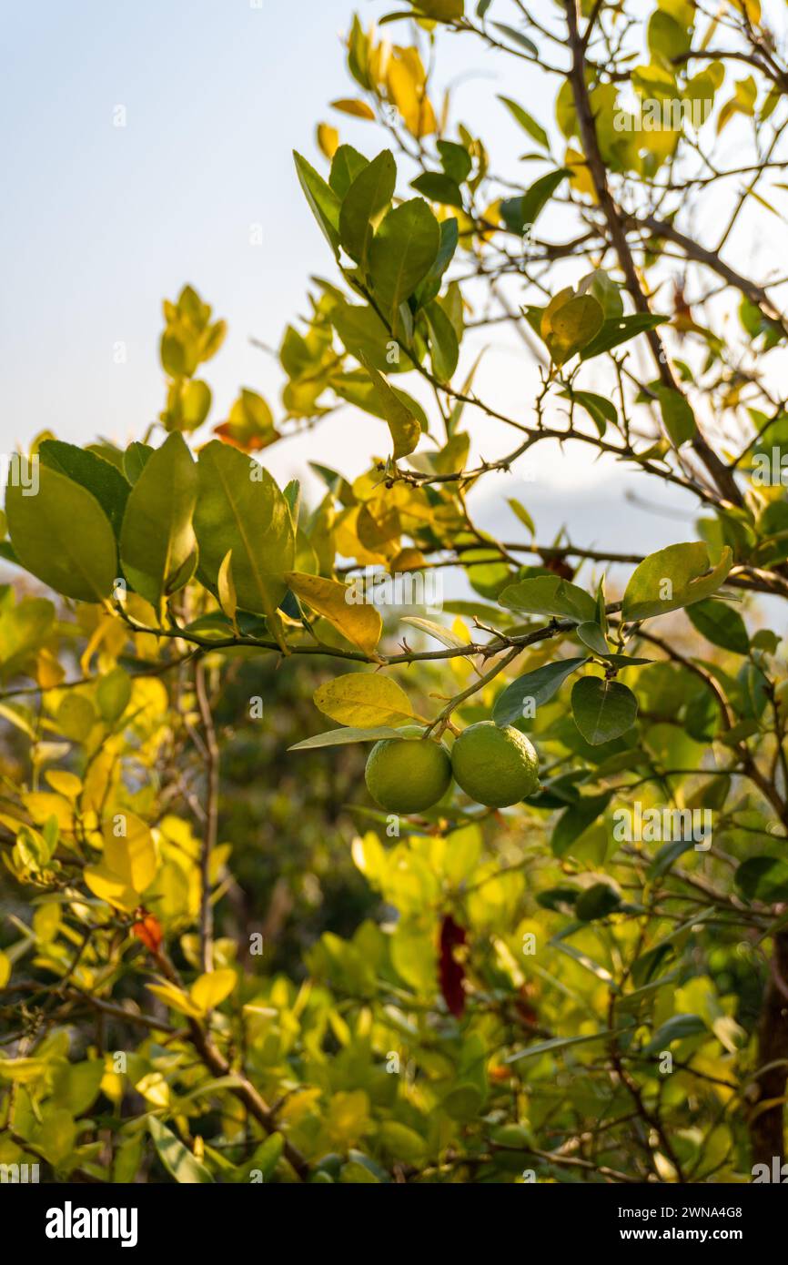 Cultivation practices hi-res stock photography and images - Alamy