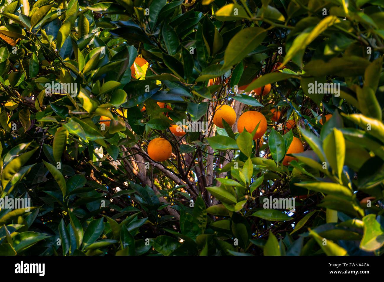 Agriculture in malta hi-res stock photography and images - Alamy