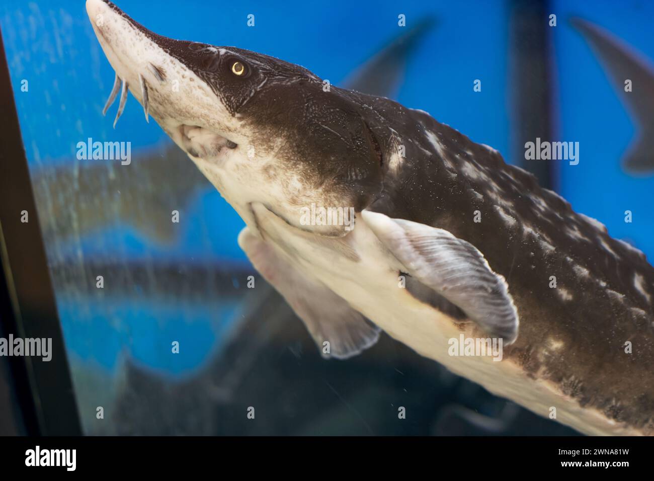 Big aquariums hi-res stock photography and images - Alamy