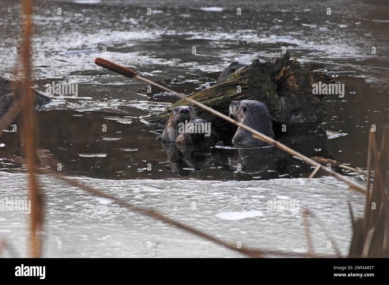 North American River Otter, Lontra canadensis, searching for food in a ...