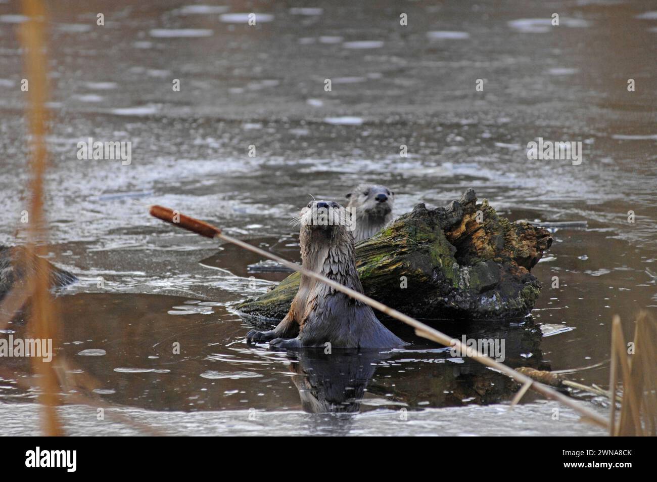 North American River Otter, Lontra canadensis, searching for food in a ...
