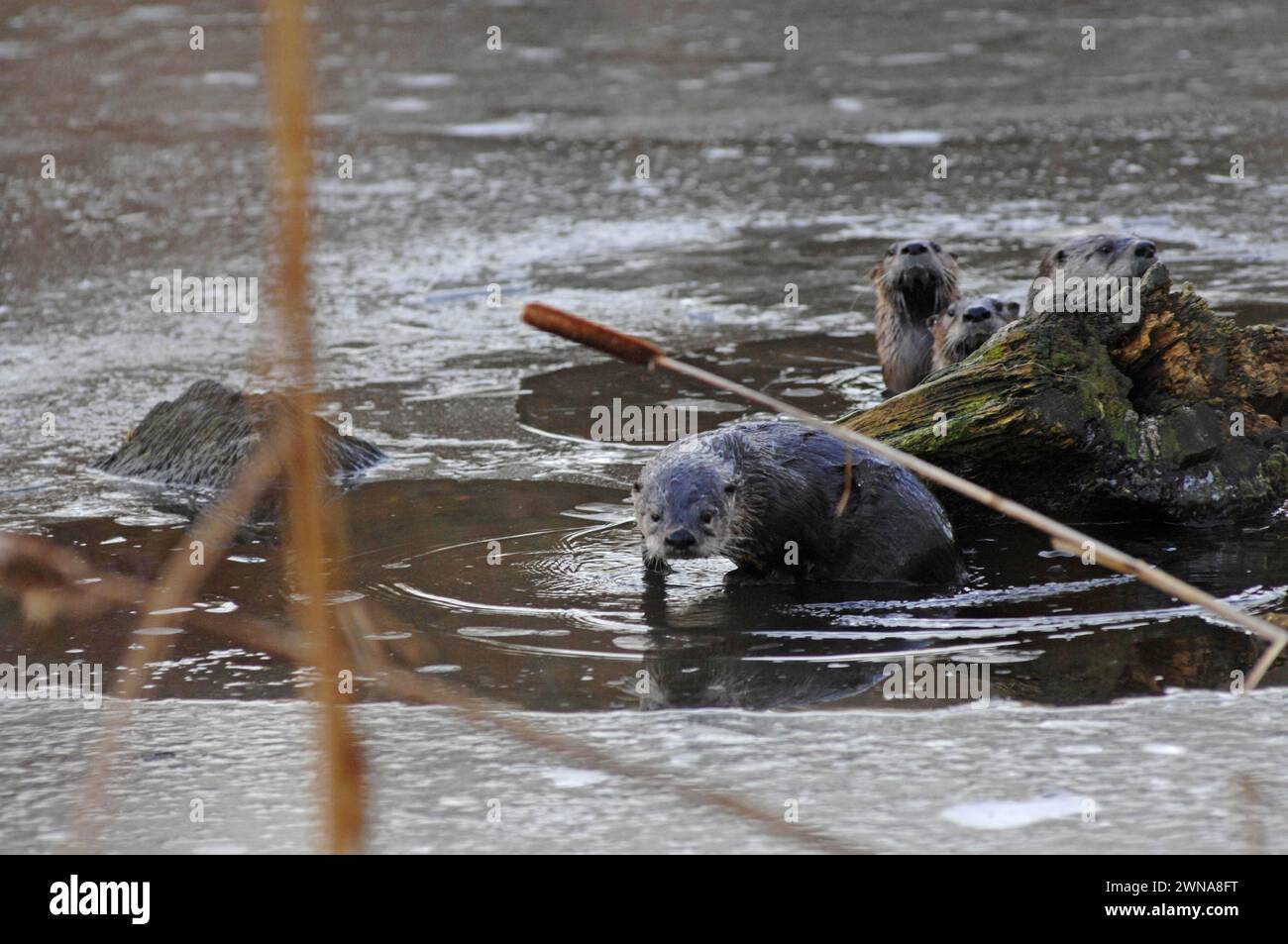 Ripairan area hi-res stock photography and images - Alamy