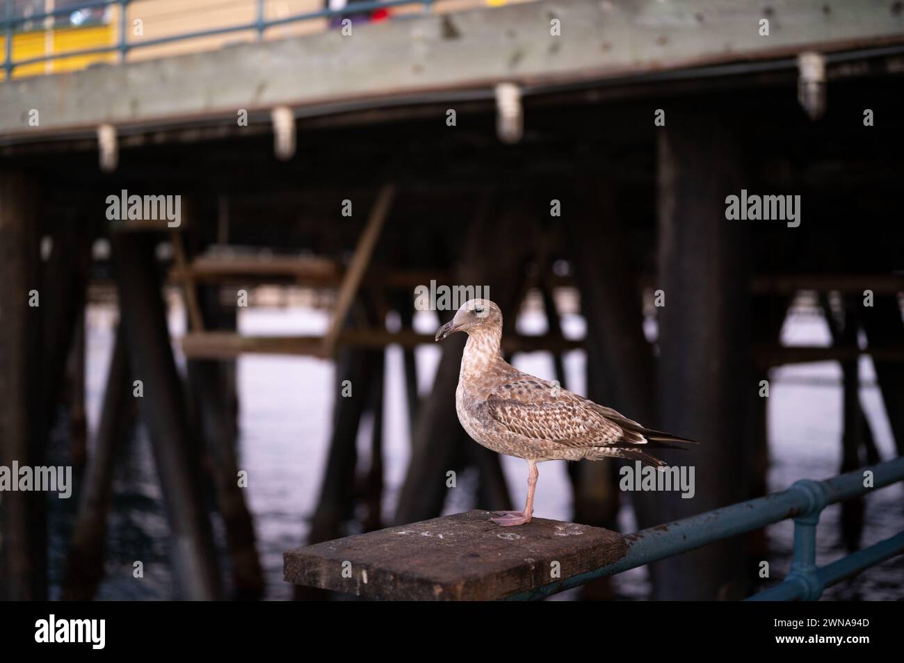 SANTA MONICA, CALIFORNIA, USA: A seagull on a railing at the world ...