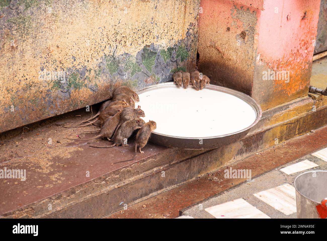 Rats drinking milk provided for them at Karni Mata, Rat Temple ...