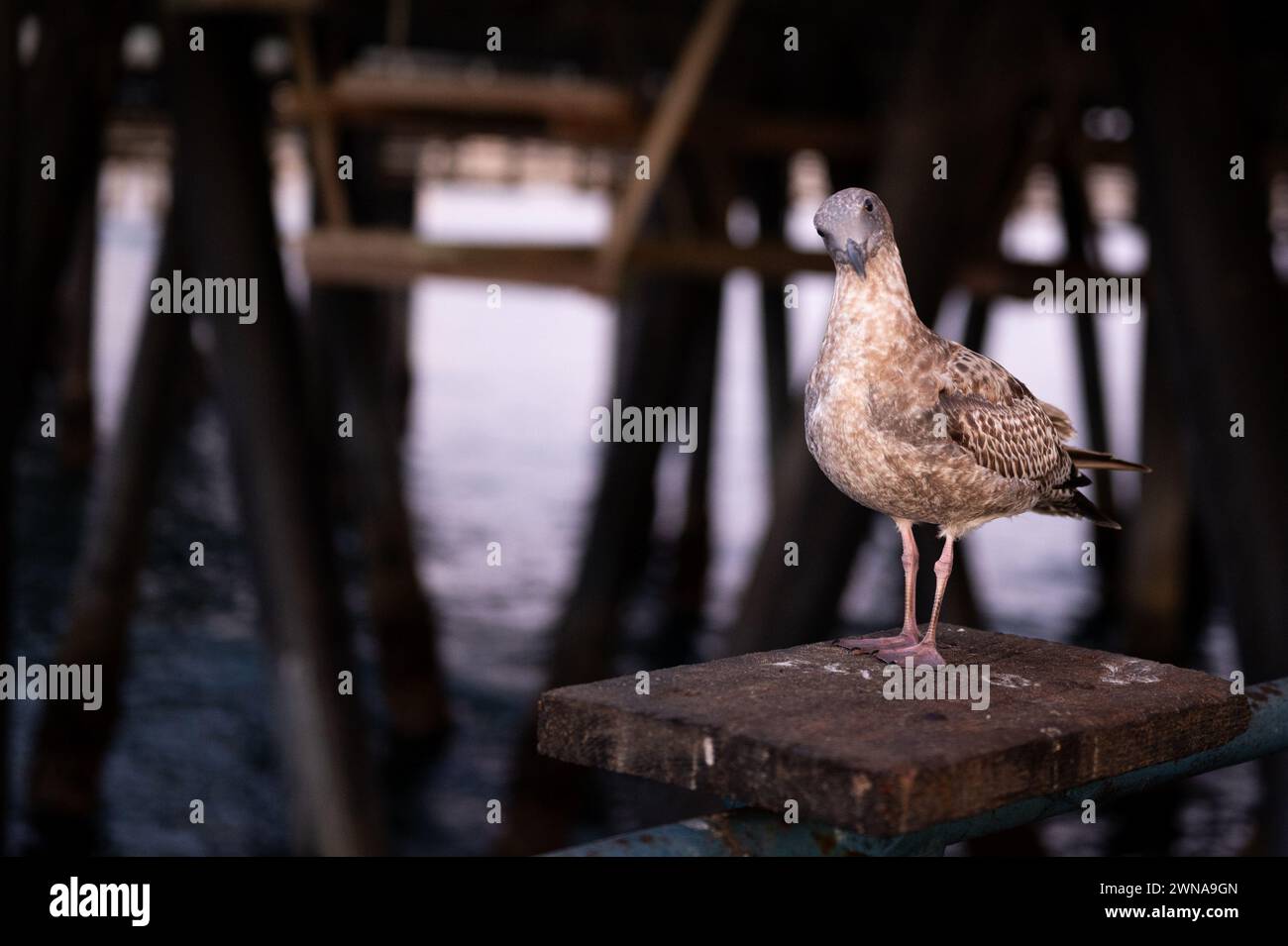 SANTA MONICA, CALIFORNIA, USA: A seagull on a railing at the world ...