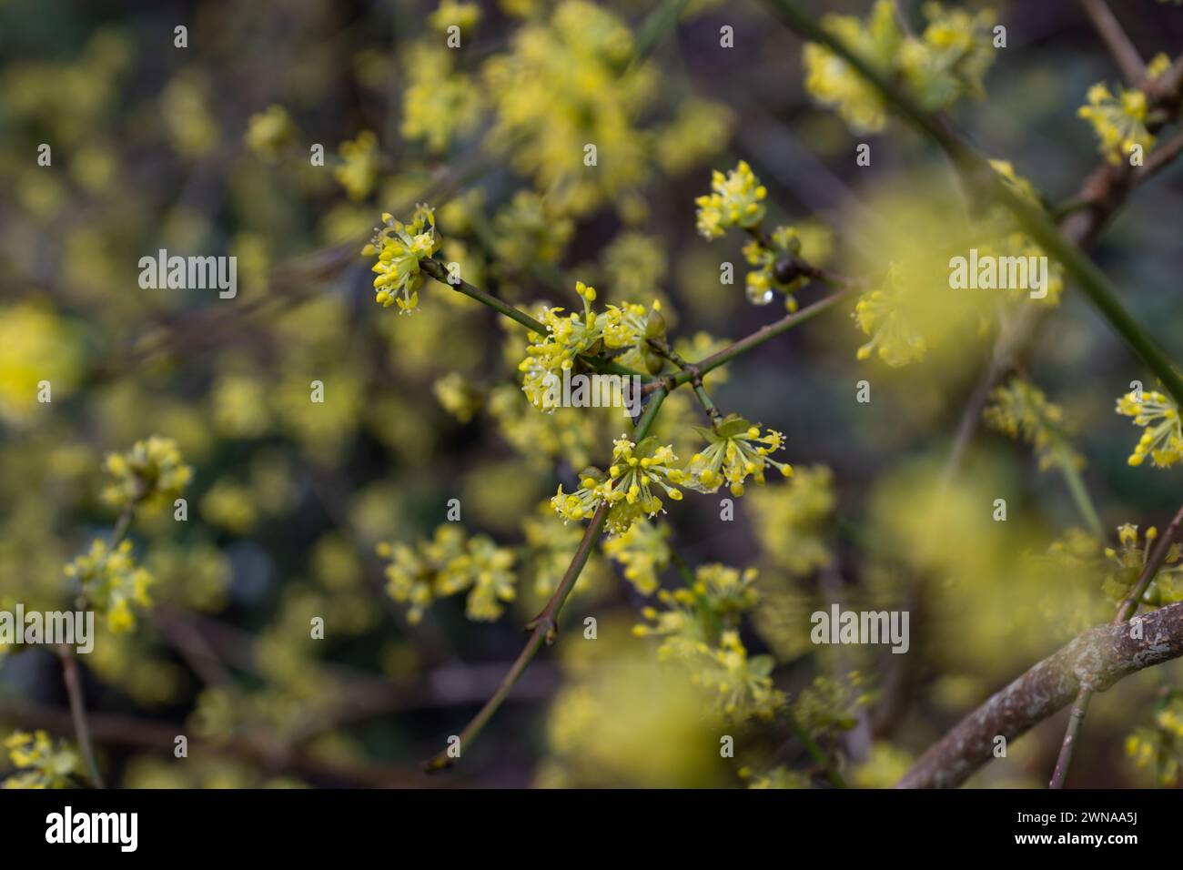Cornus mas 'Aurea', Cornelian cherry 'Aurea Stock Photo - Alamy