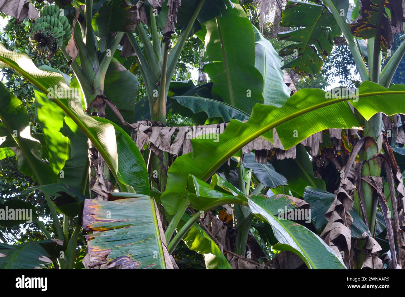 Scene of a banana tree that grows in the yard of the house. Banana trees can only bear fruit ...