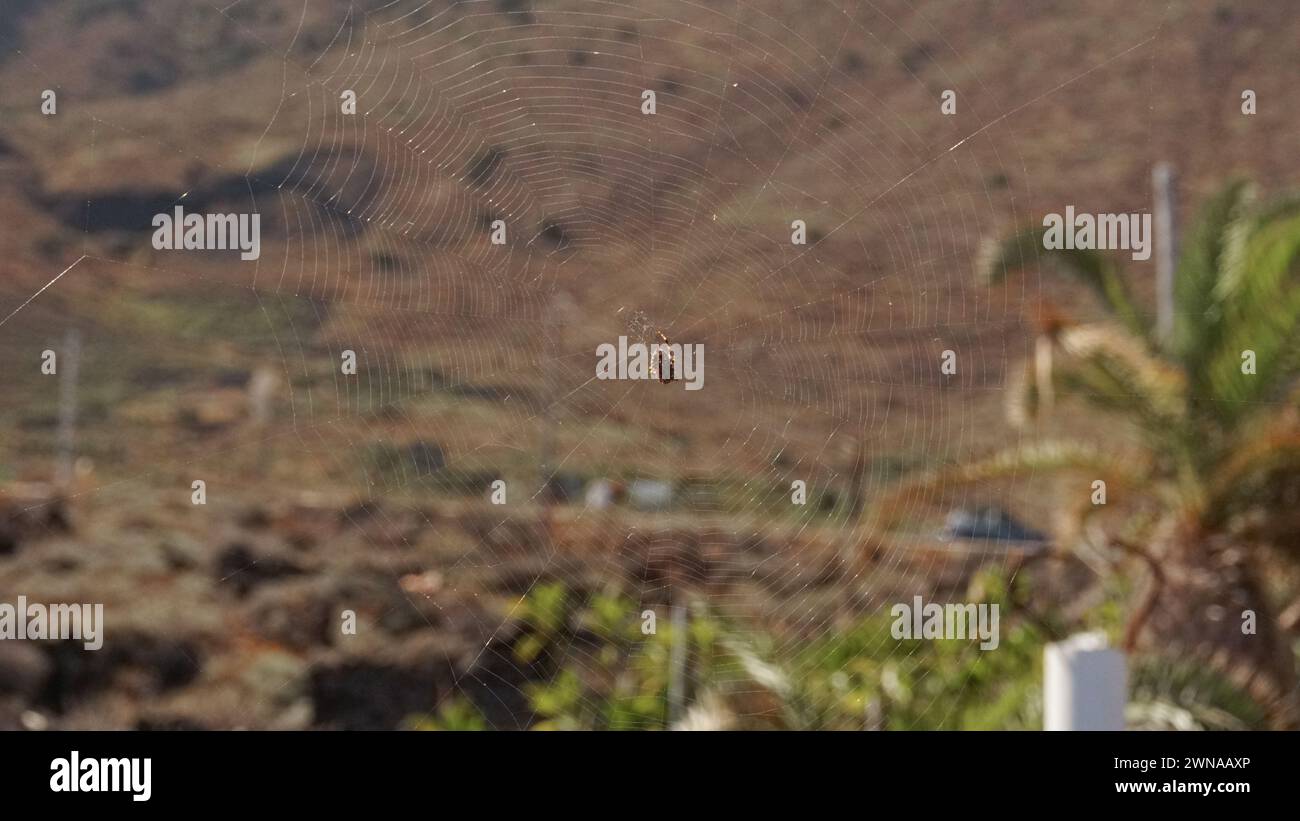 Intricate pattern hi-res stock photography and images - Alamy