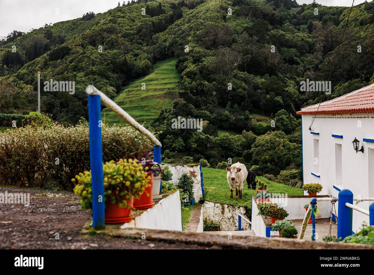 Amazing nature and landscapes, at the Azores islands in the Atlantic ...