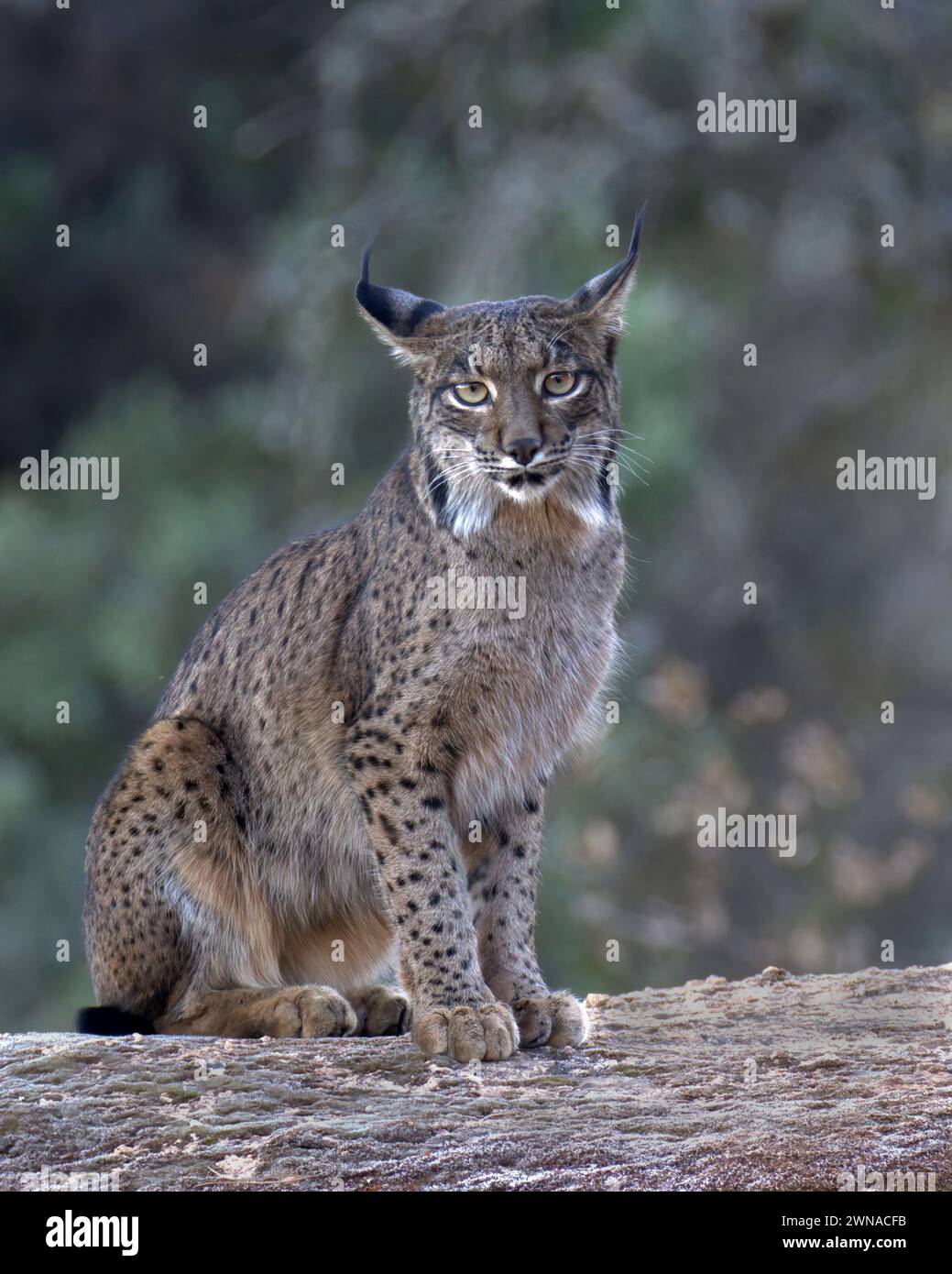 Yegus river hi-res stock photography and images - Alamy