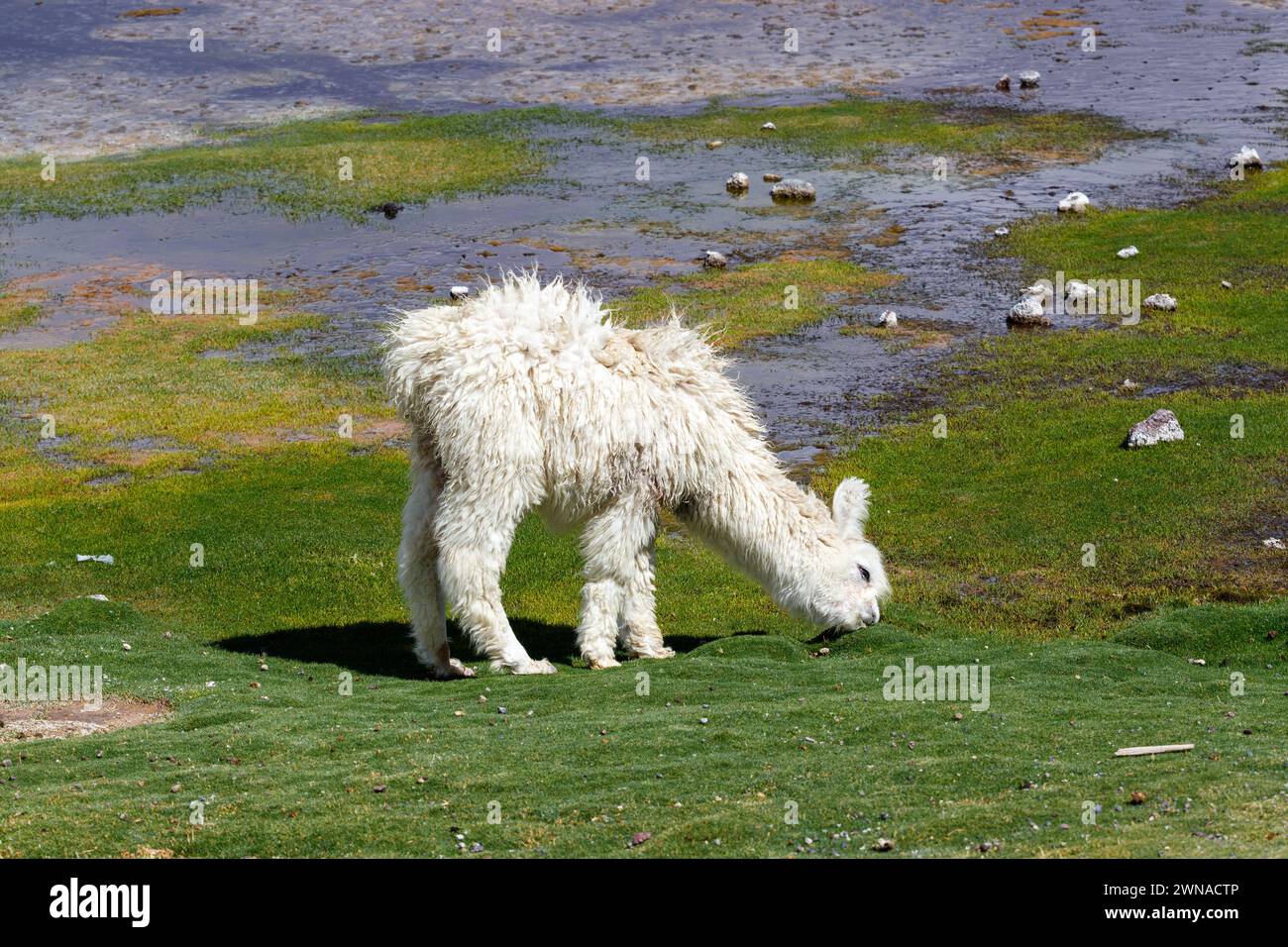 Tame white llama hi-res stock photography and images - Alamy