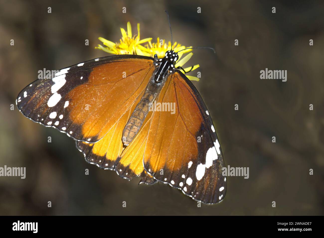 Migratory monarch butterfly hi-res stock photography and images - Alamy