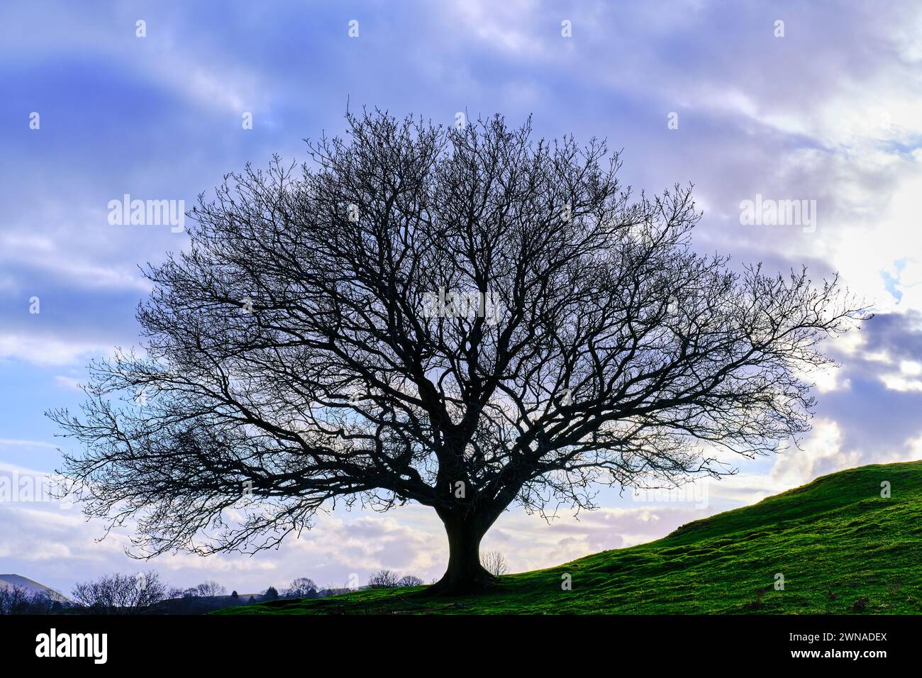 Branches on sky silhouette hi-res stock photography and images - Alamy