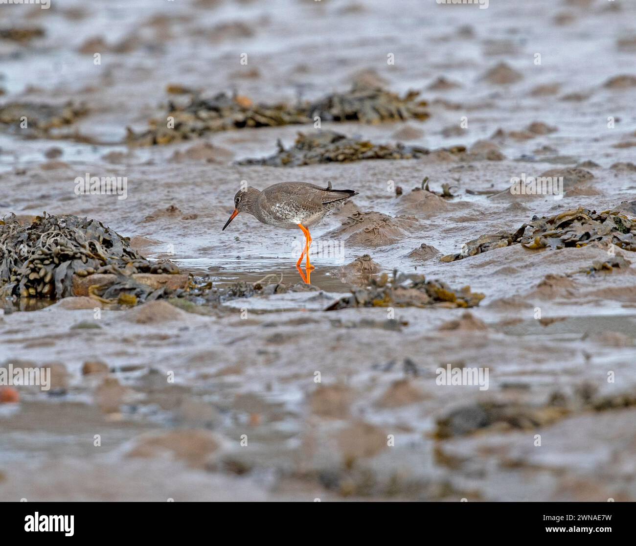 Redshank (Tringa totanus Stock Photo - Alamy