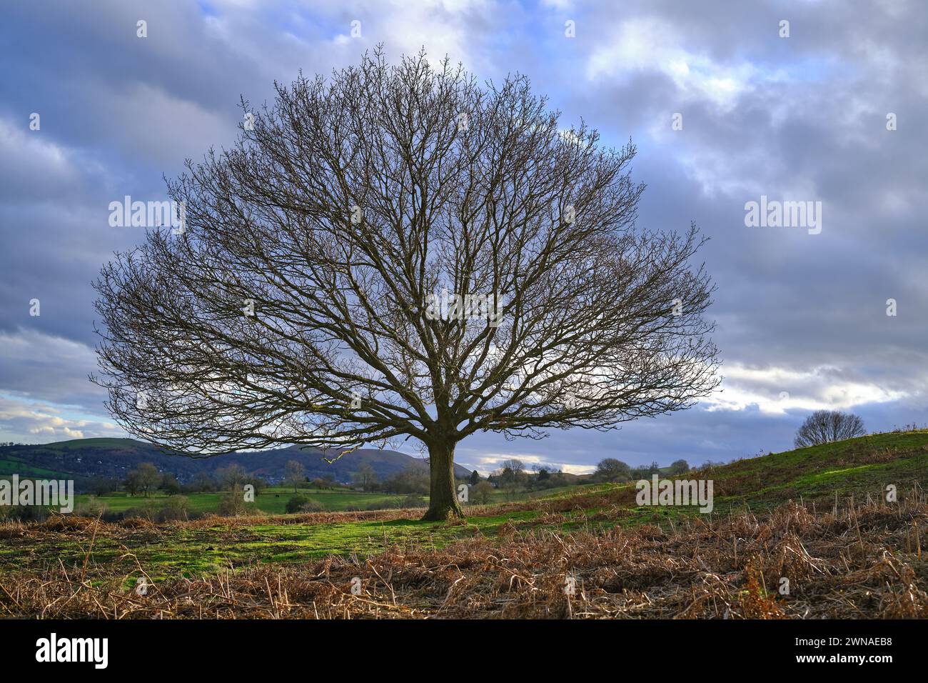 Tree on a hillside hi-res stock photography and images - Alamy