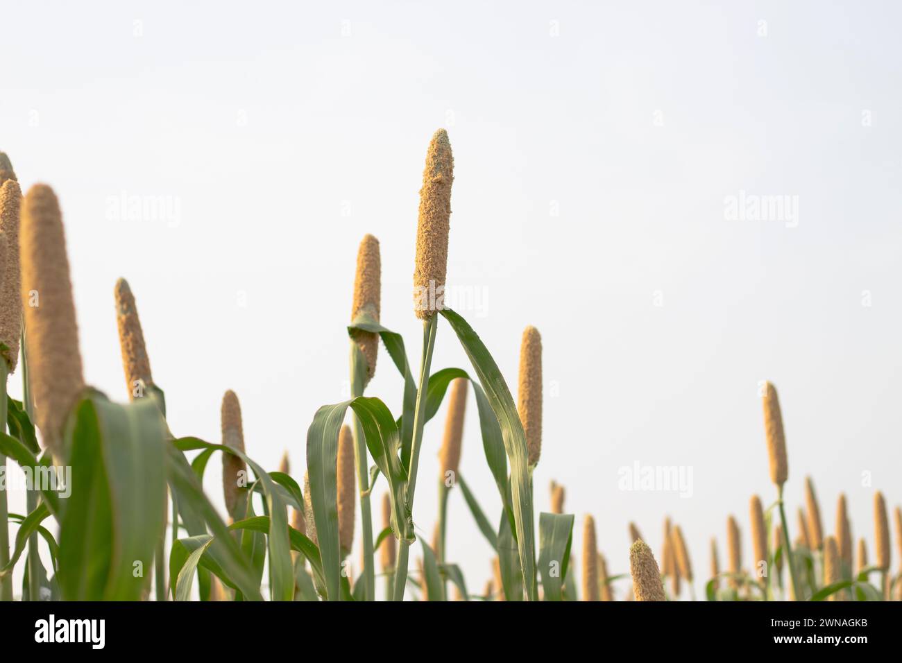 Fields of pearl millets in India also called Bajra Stock Photo - Alamy