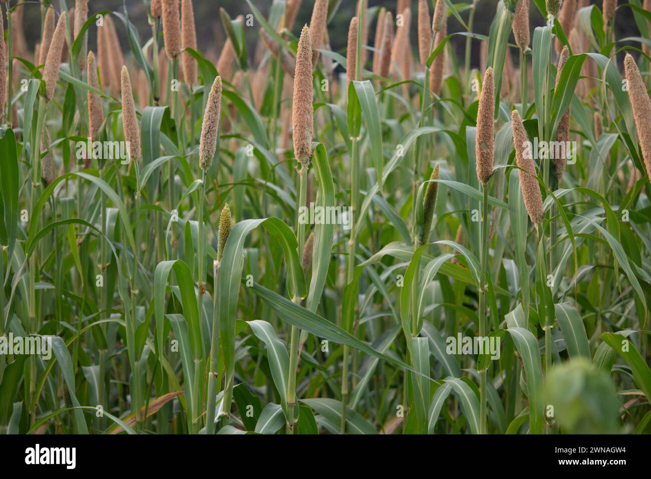 Fields of pearl millets in India also called Bajra Stock Photo - Alamy