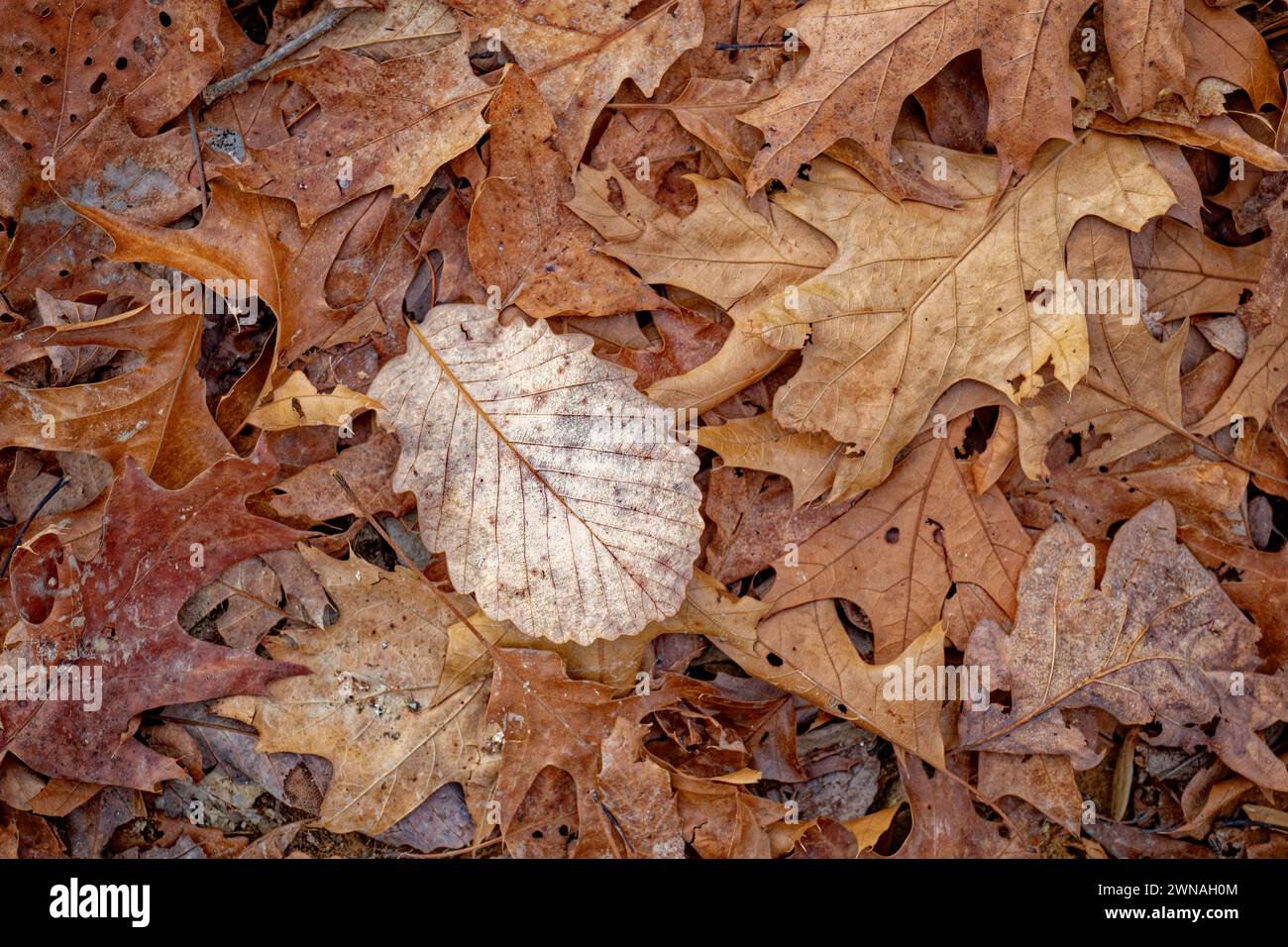 Layers of fallen leaves lies a different must brighter leaf laying on ...