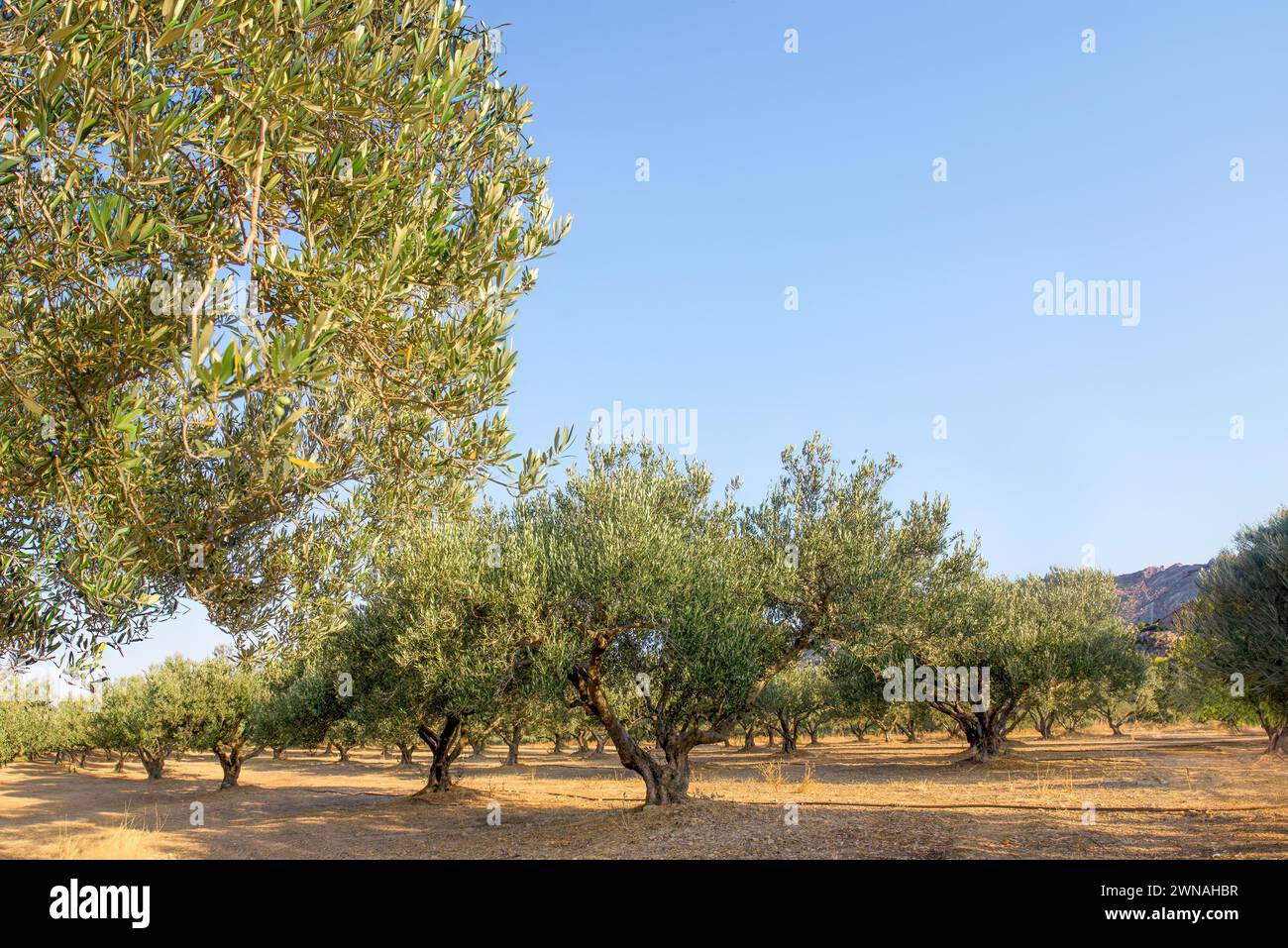 Crete olive harvesting hi-res stock photography and images - Alamy