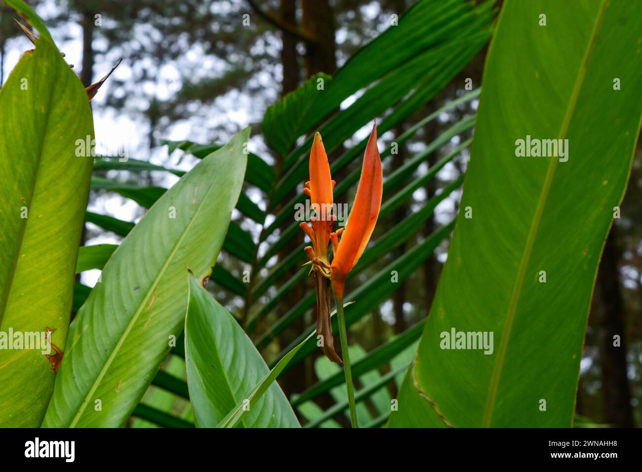 Tropical plants from Indonesia. Gardens in Indonesia Stock Photo - Alamy