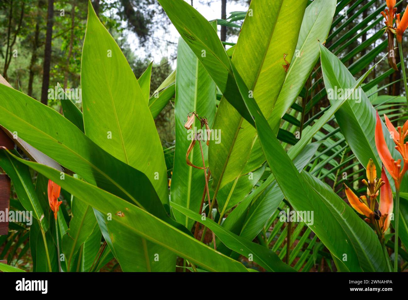 Tropical plants from Indonesia. Gardens in Indonesia Stock Photo - Alamy