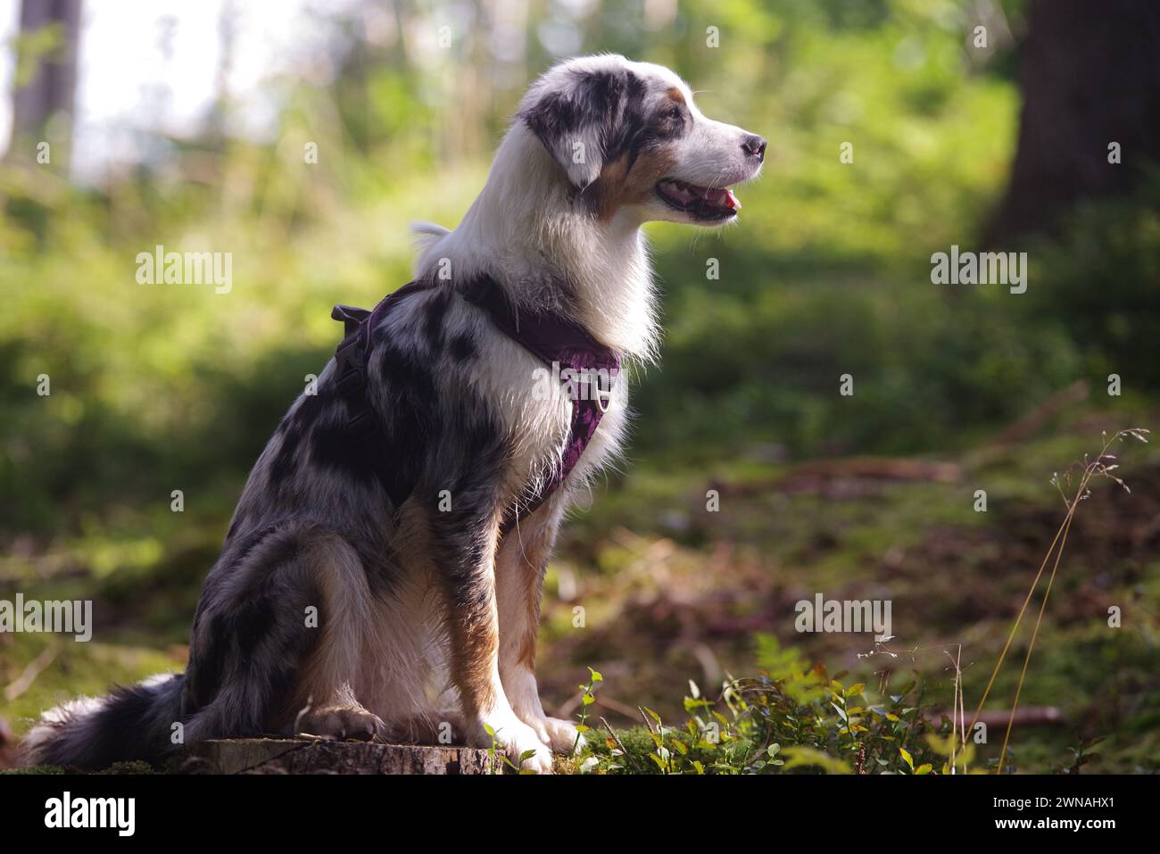 Dog black and white log hi-res stock photography and images - Alamy