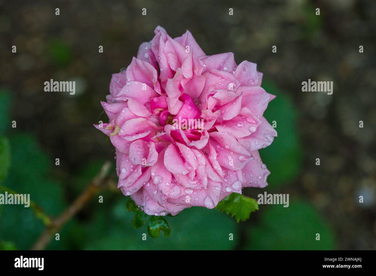 Minimal macro hi-res stock photography and images - Alamy