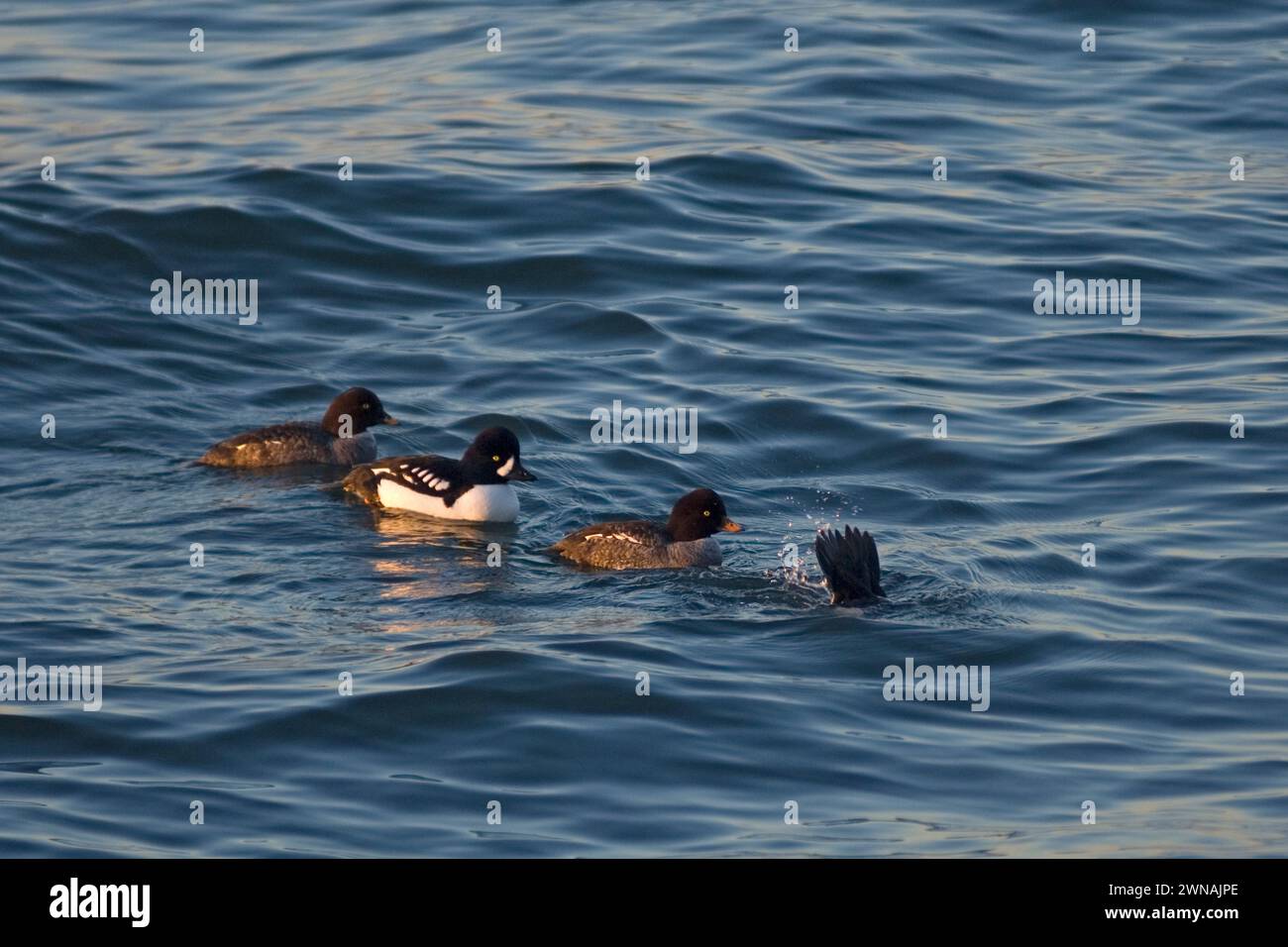 Common Goldeneye Bucephala clangula in the Puget Sound Salish Sea off ...