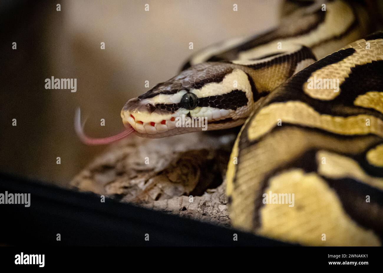 Ballpython hi-res stock photography and images - Alamy