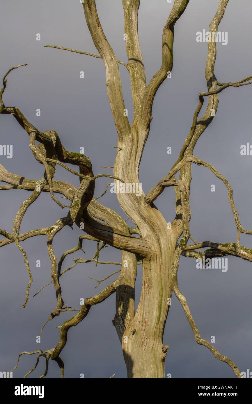 Stripped branches hi-res stock photography and images - Alamy