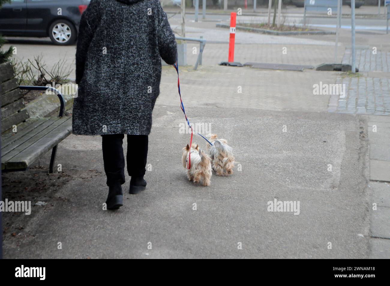 Copenhagen, Denmark /01 March 2024/. seniors walk pets in danish ...