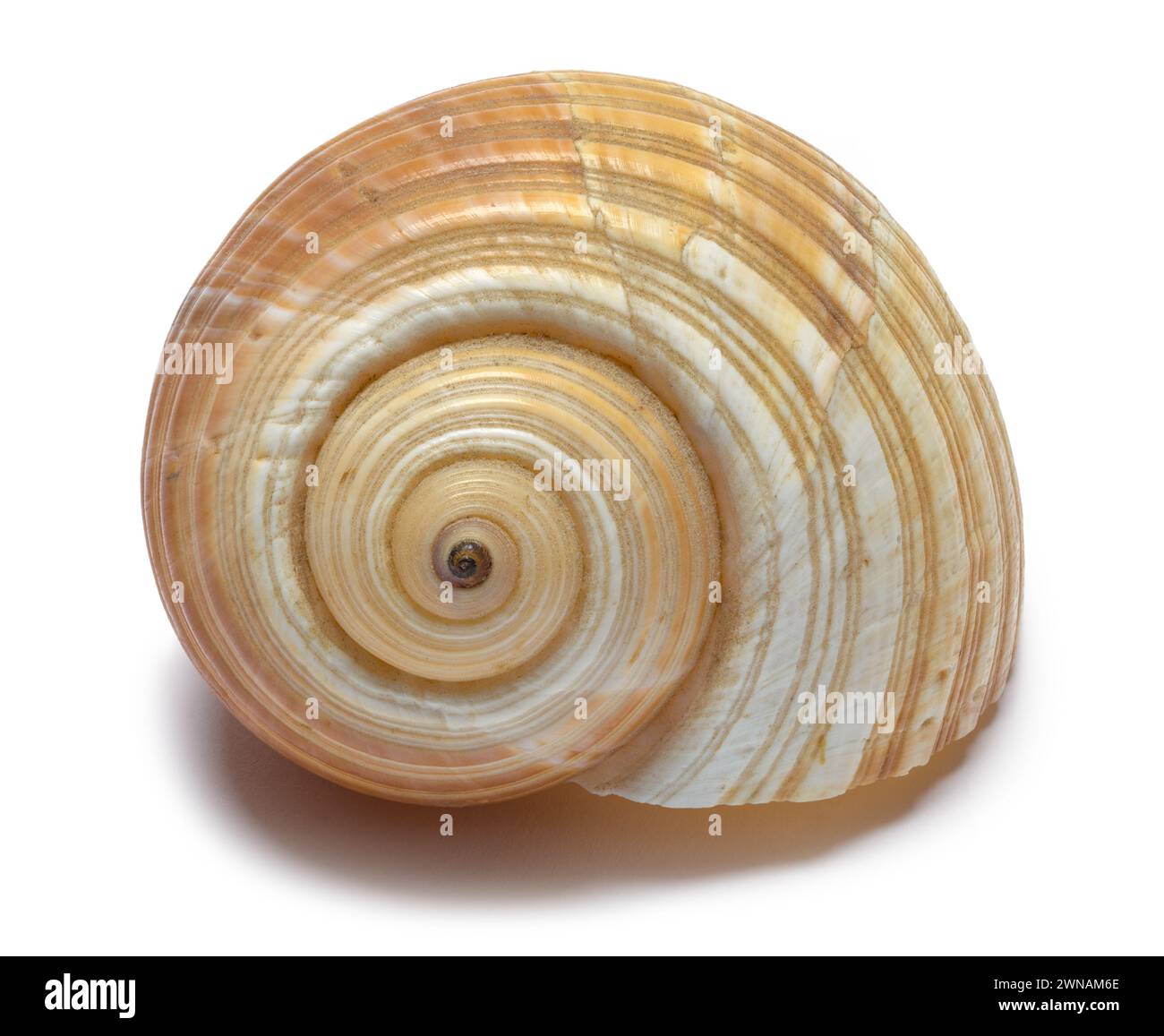 Tan Spiral Shell Cut Out on White Stock Photo - Alamy
