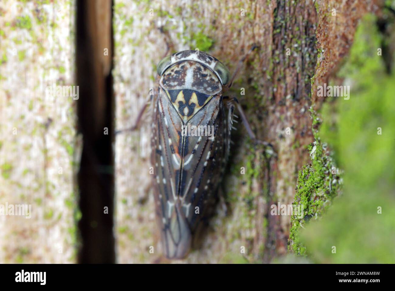 Idiocerus, Leafhopper overwintering under the bark of a tree Stock ...