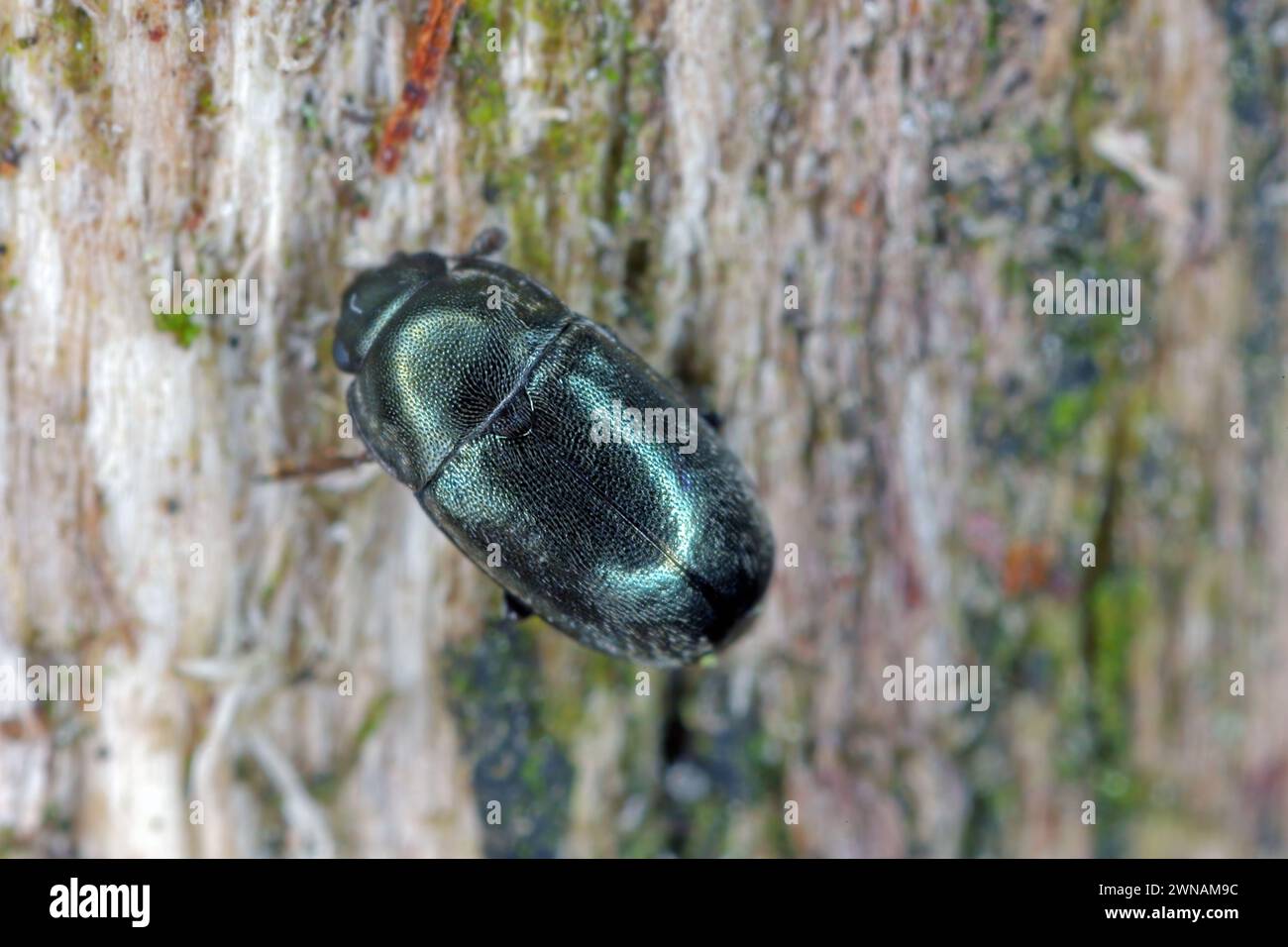 Pollen Beetle (Brassicogethes aeneus) pest of Oilseed Rape (Brassica ...