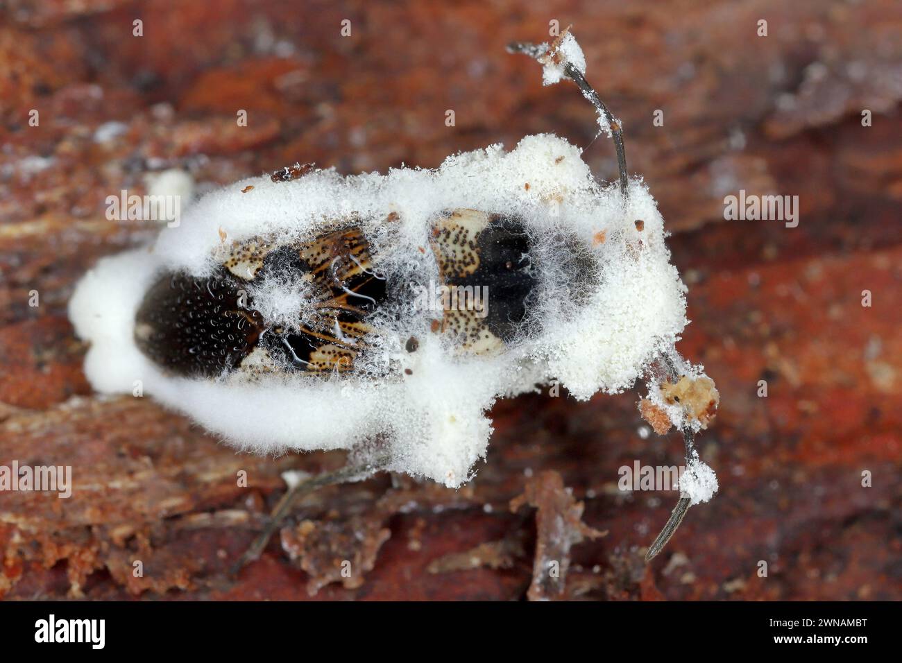 Seed bug (Rhyparochromus vulgaris). An insect killed by an ...