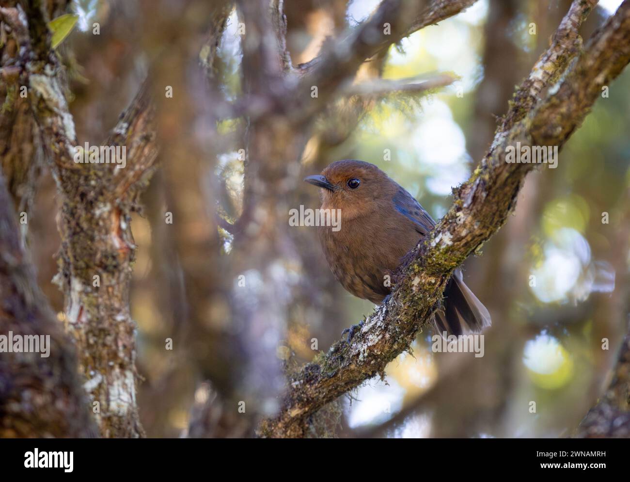 Endemicbirds hi-res stock photography and images - Alamy