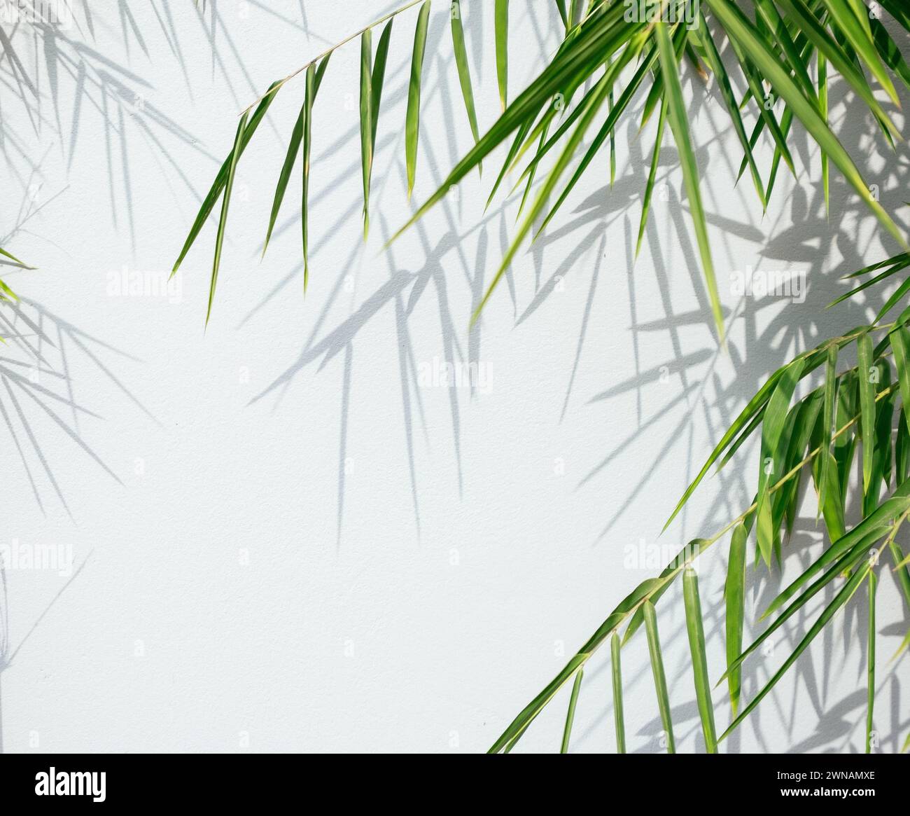 Bamboo branches making a shadows on the white wall background ...